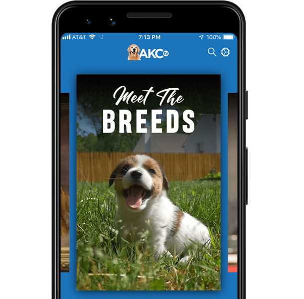 AKC.TV | AKC.TV - It's Good Dog TV!