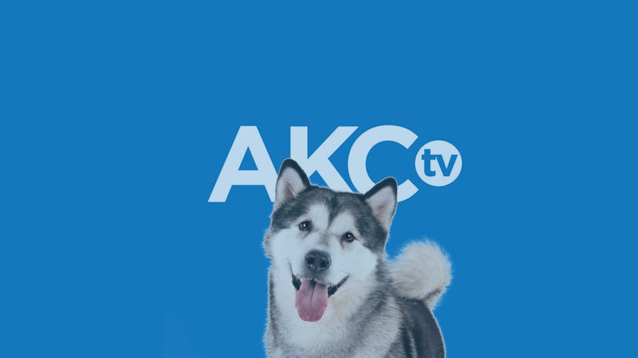 AKC.TV - Main Channel | AKC.tv