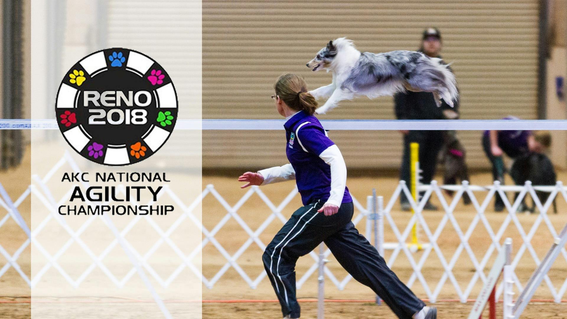 Full Show: 2018 AKC National Agility Championship | AKC.tv