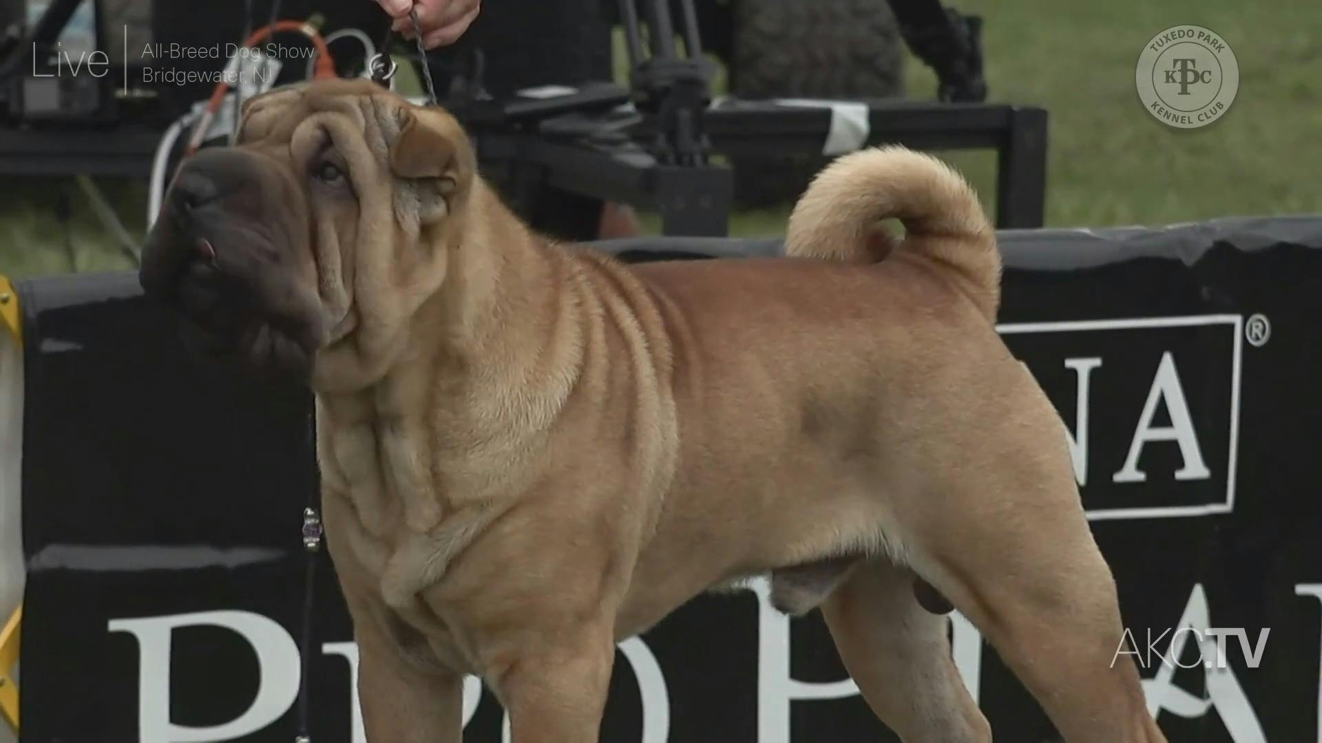 Non-Sporting Group | AKC.tv