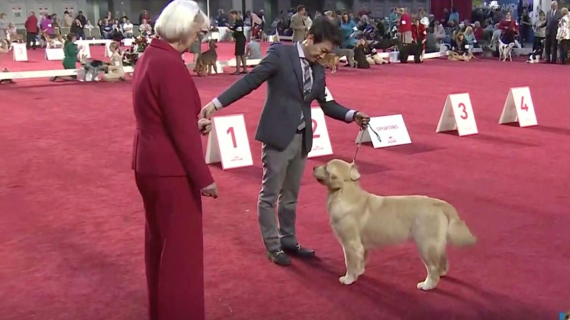 Sporting Group - Puppy Stakes | AKC.tv