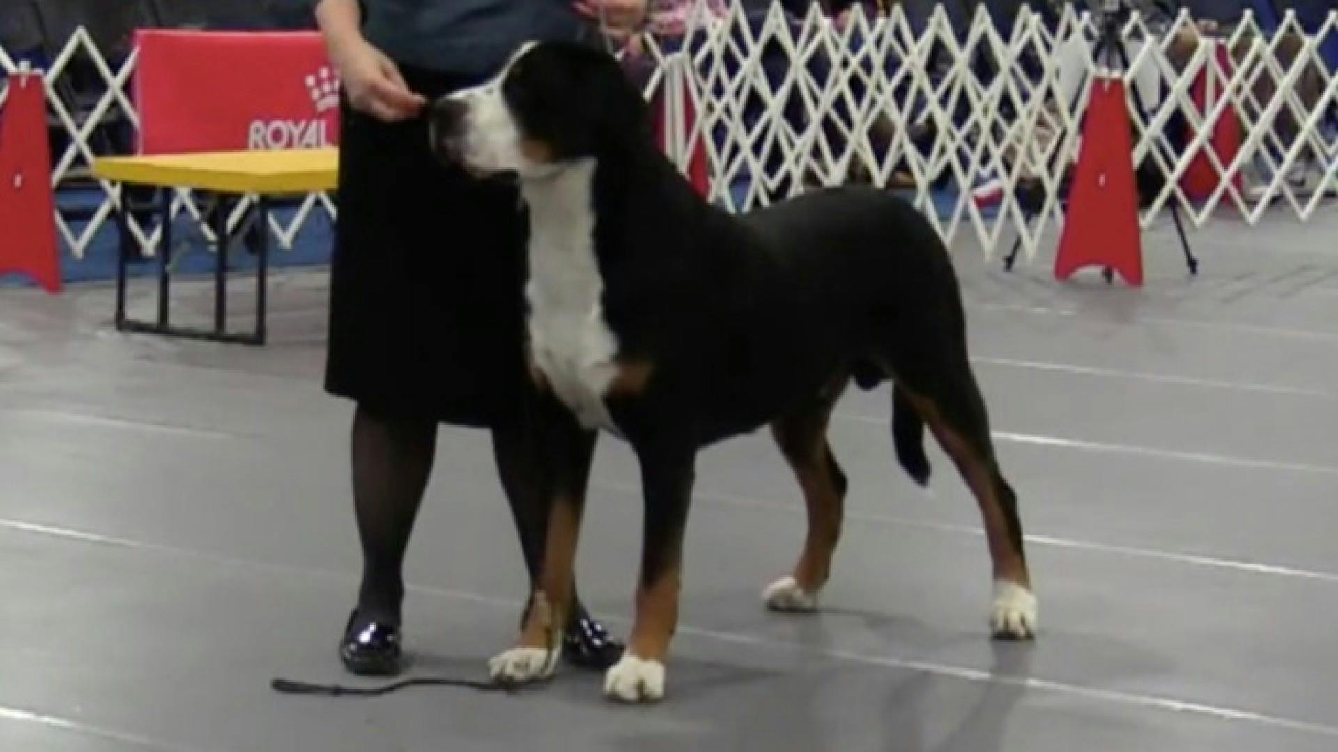AKC.tv | Sunday - Working Group - Rose city