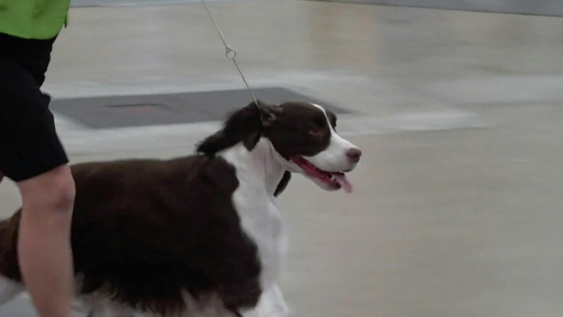 Sporting Group Judging | AKC.tv