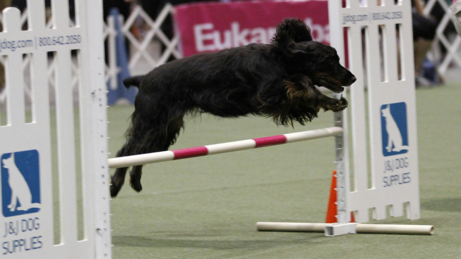 Agility | AKC.tv