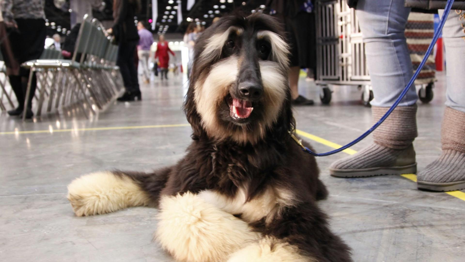 Obedience | AKC.tv