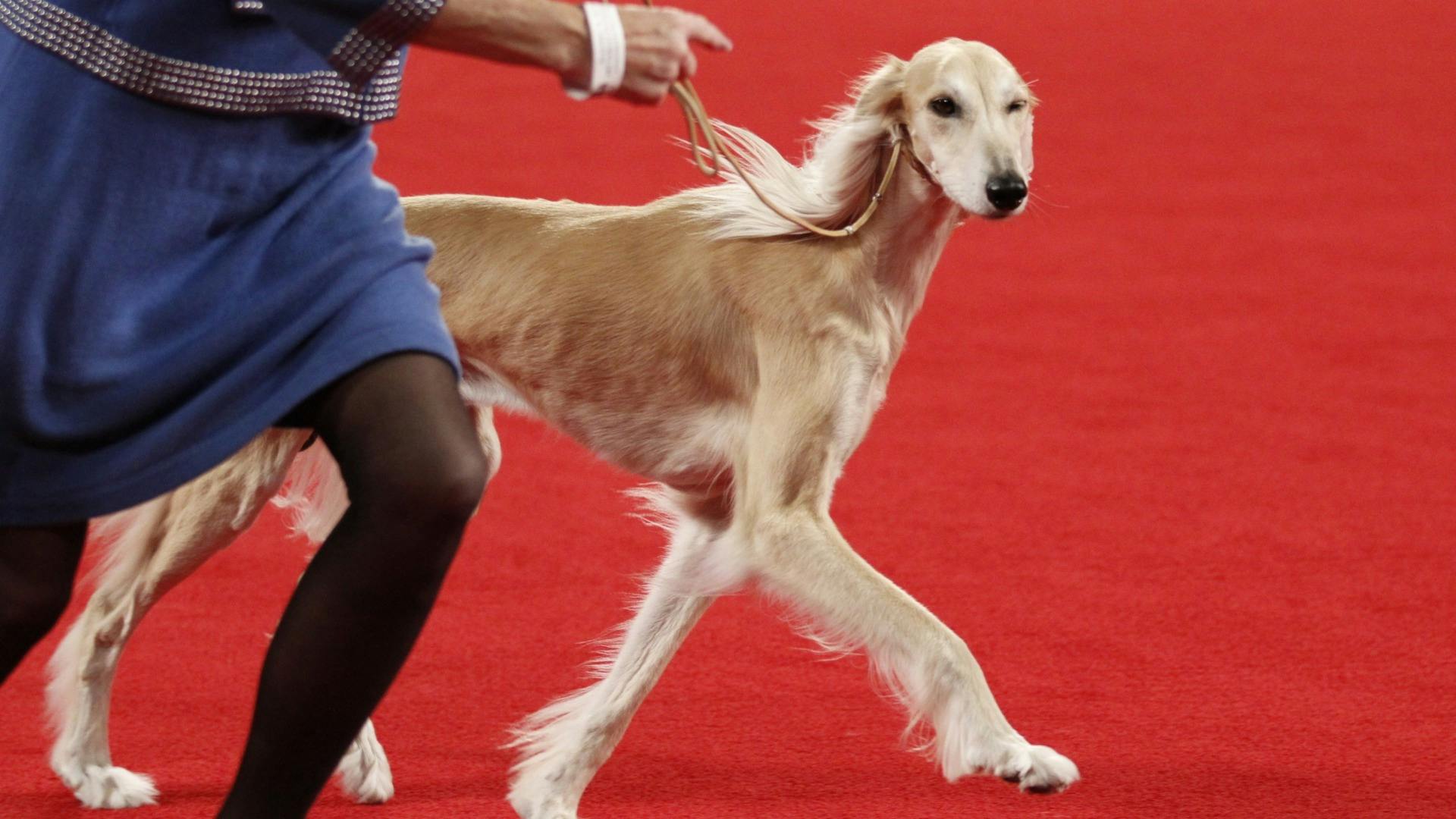 Special Events | AKC.tv