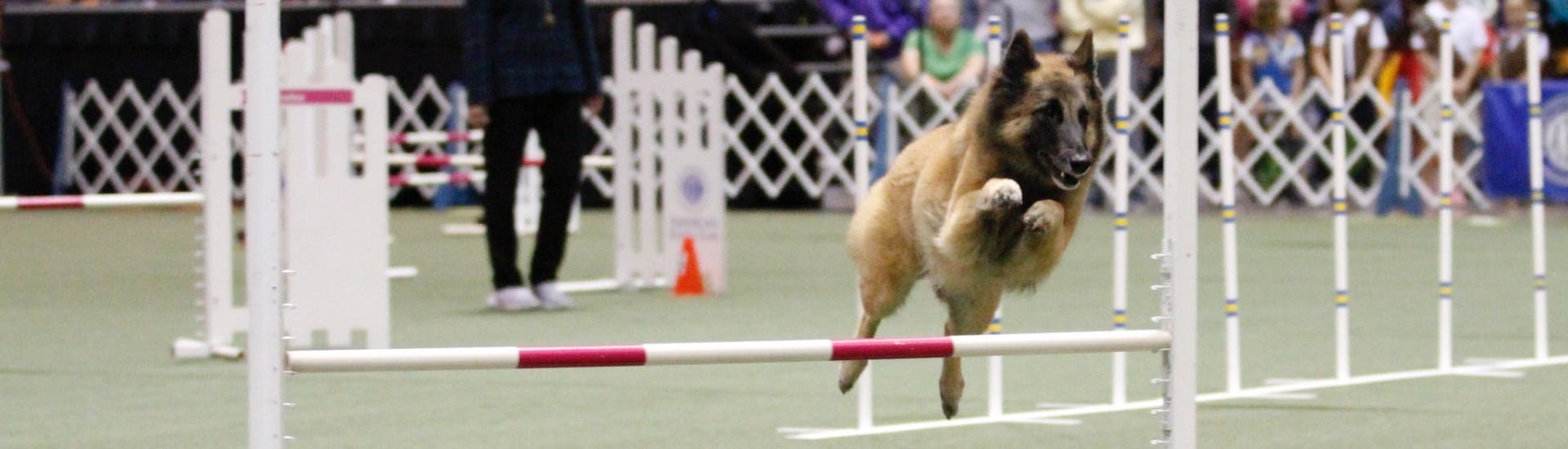 Agility | AKC.tv