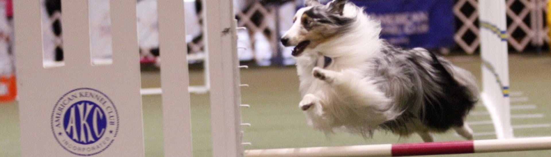 Agility | AKC.tv