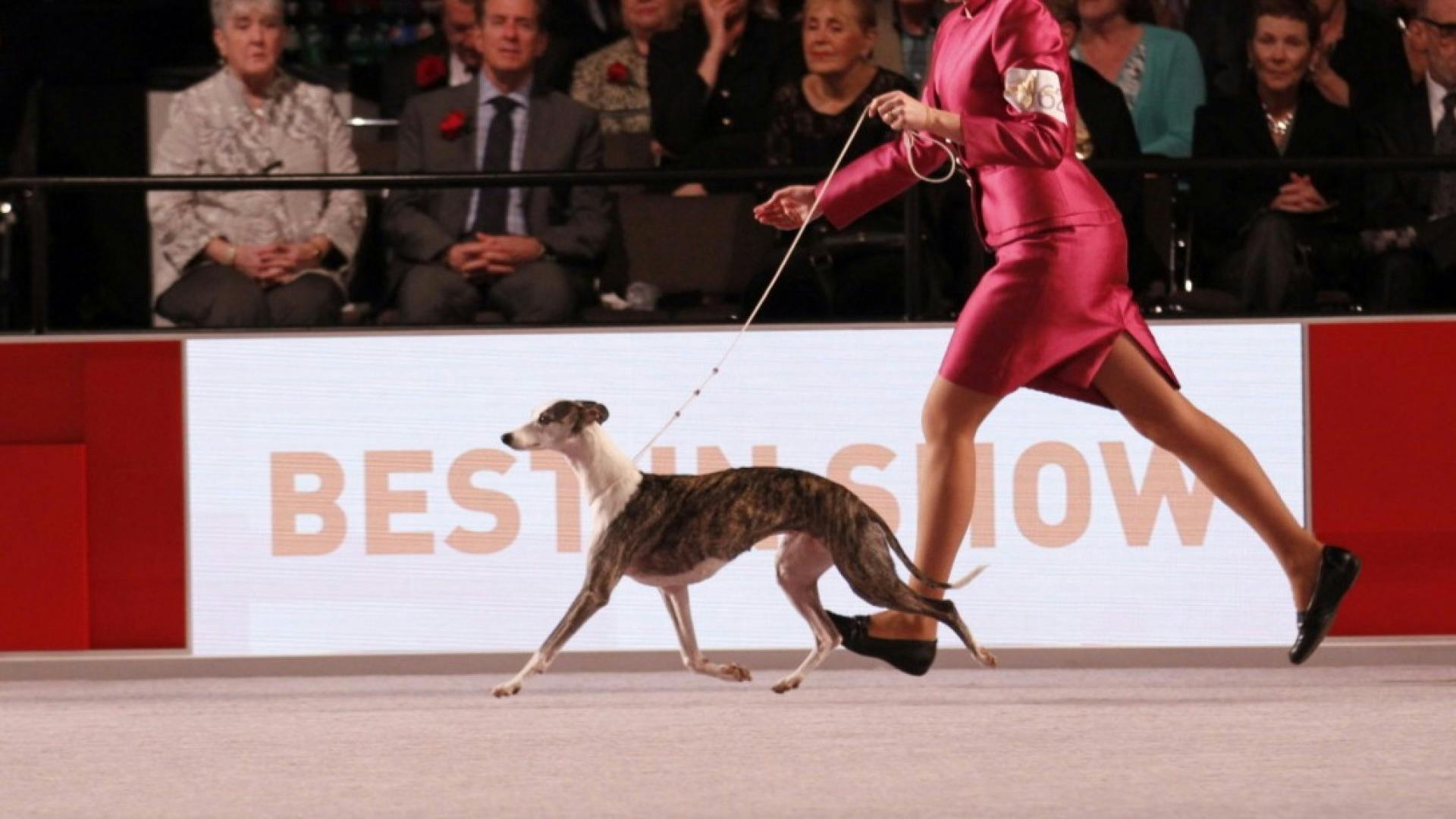 Main Events | AKC.tv