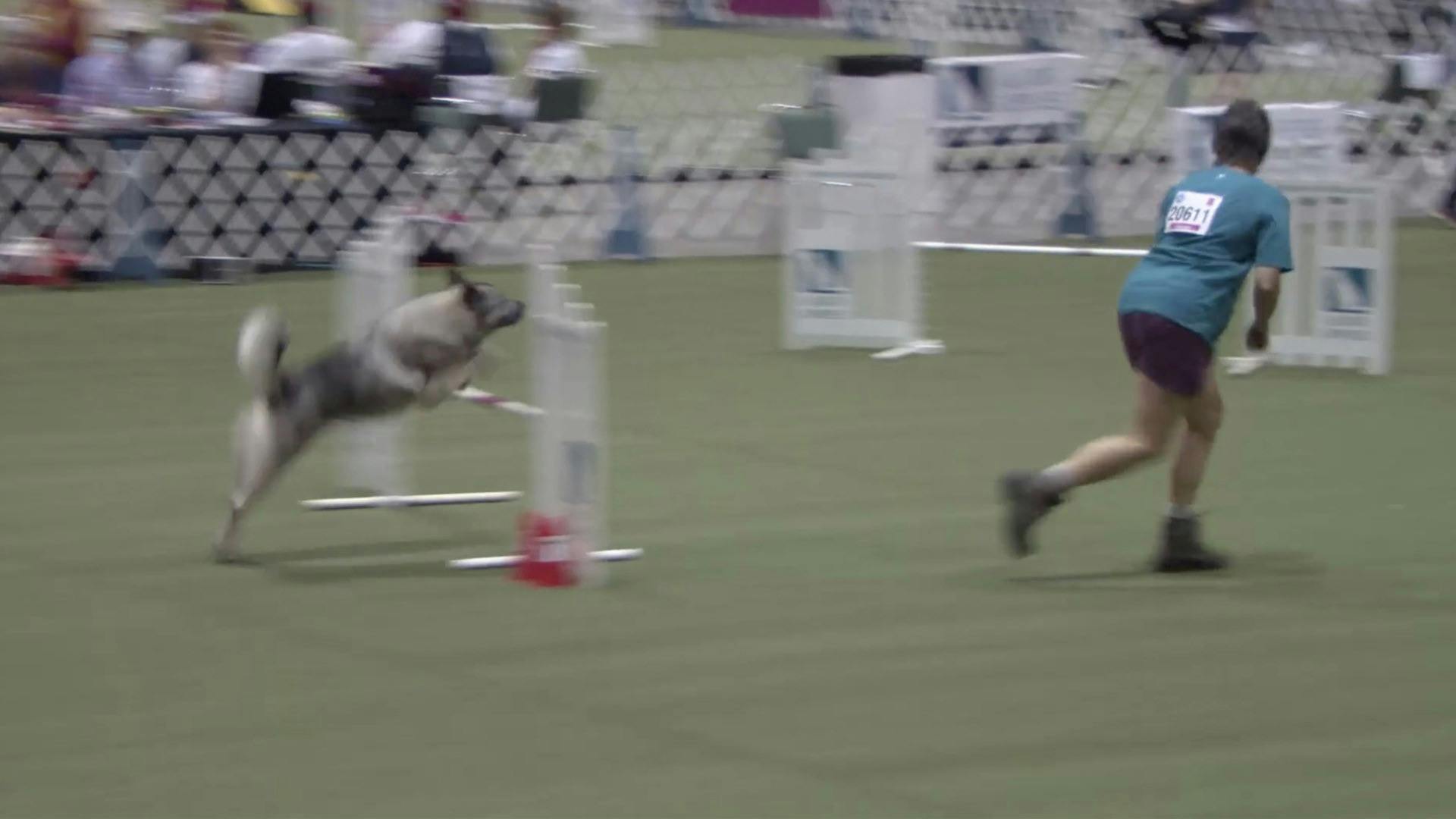 Agility Finals | AKC.tv