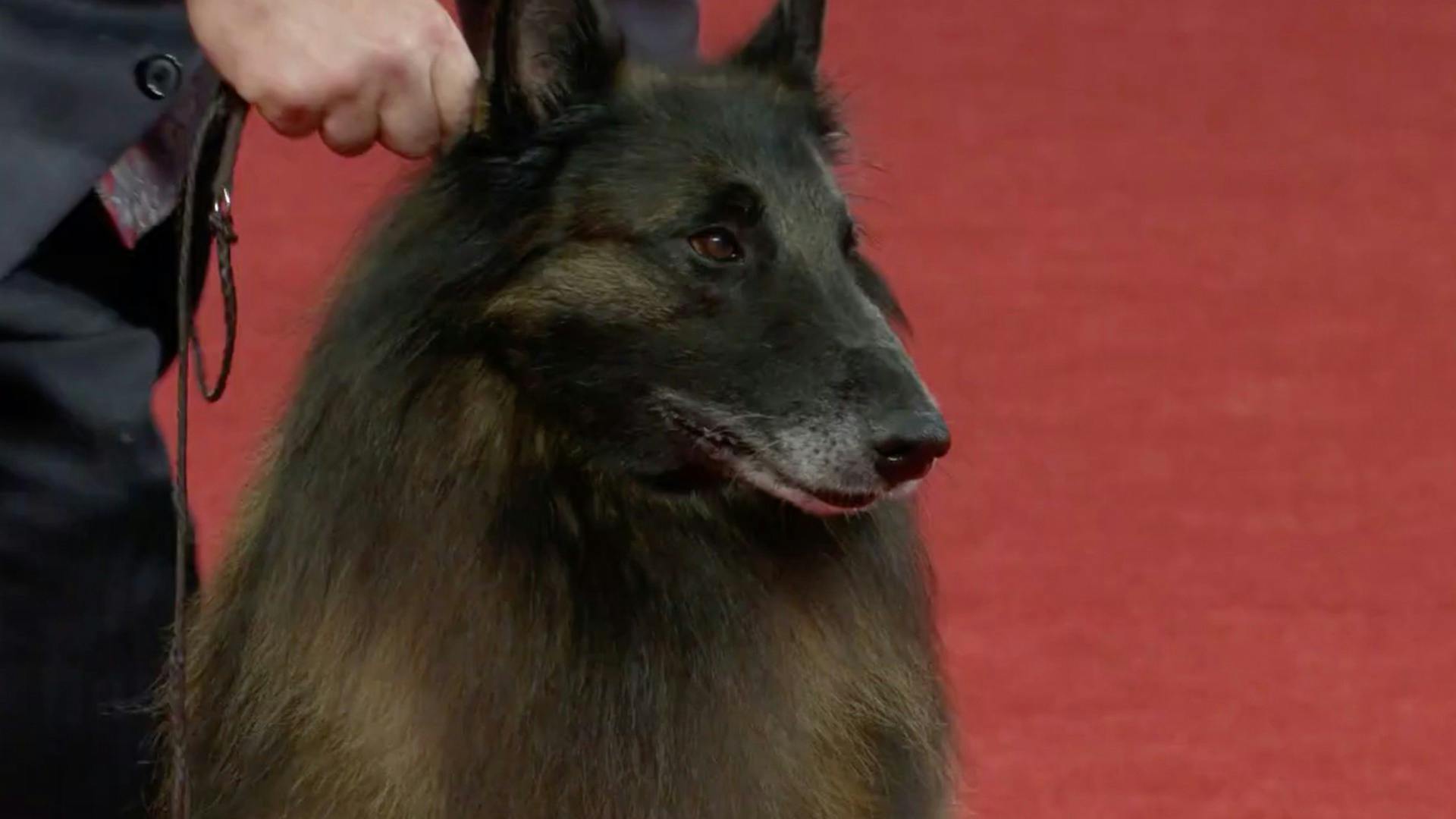 Group Judging: Herding | AKC.tv