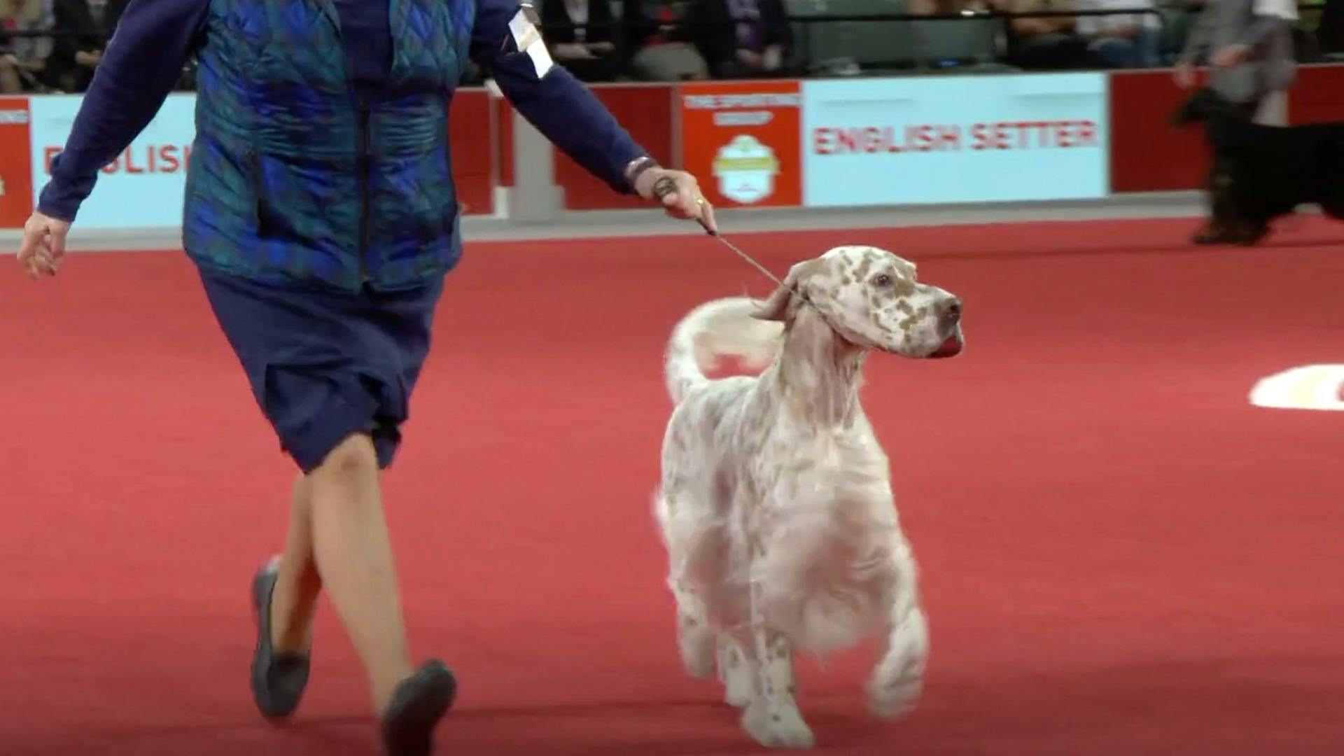 Group Judging: Sporting | AKC.tv