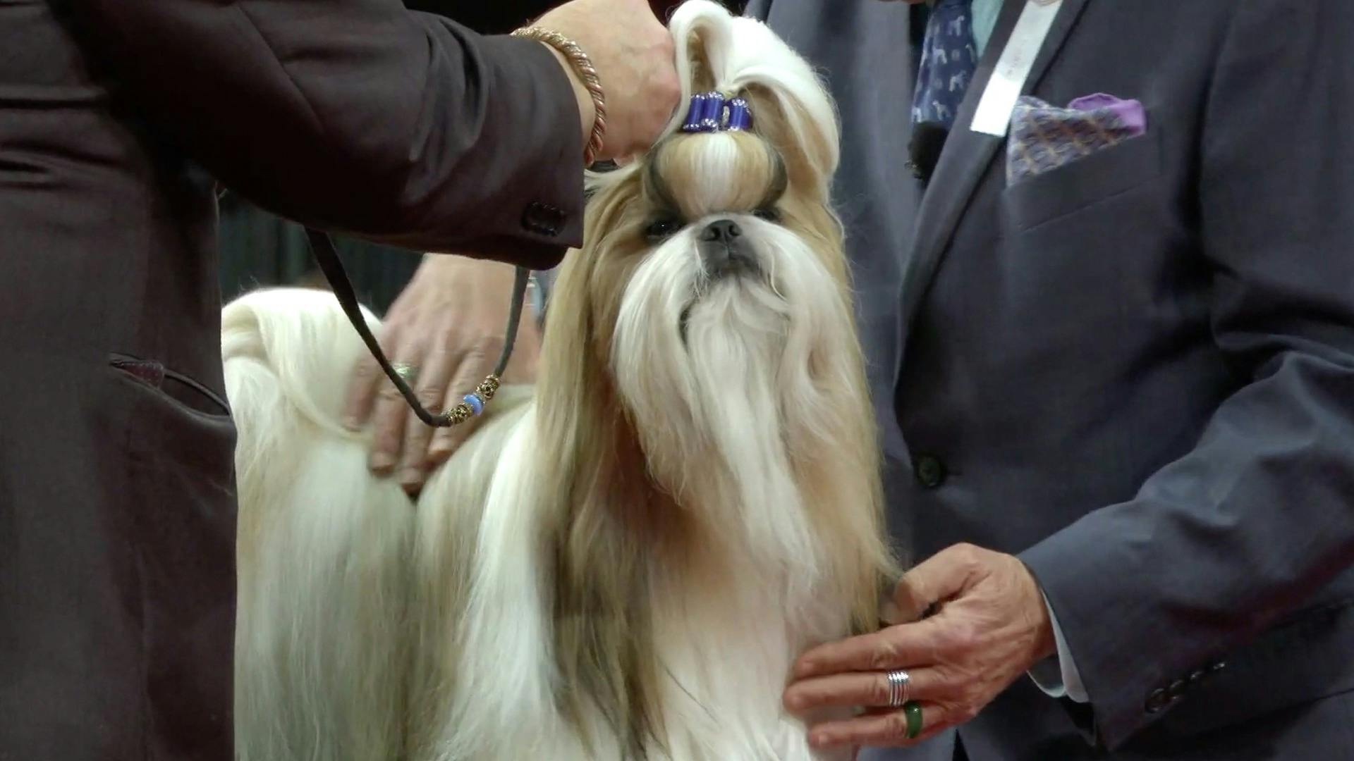 Group Judging: Toy | AKC.tv