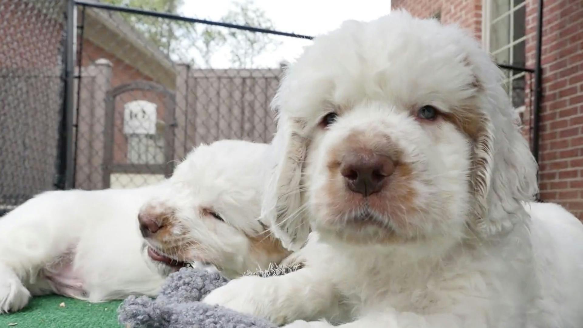 The Cutest Clumber Spaniel Puppies | AKC.tv