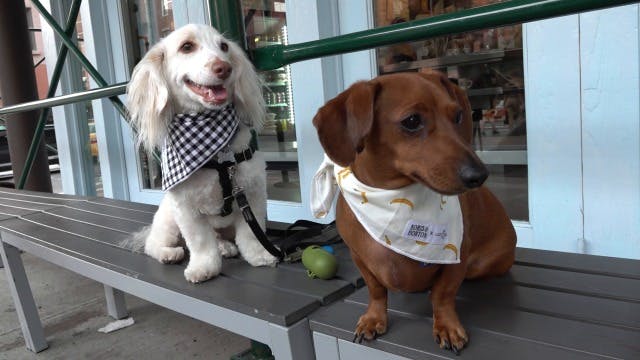 Just Dogs: Dachshunds | AKC.tv