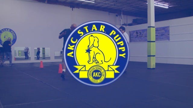 AKC Rally | Intro to Dog Sports | AKC.tv