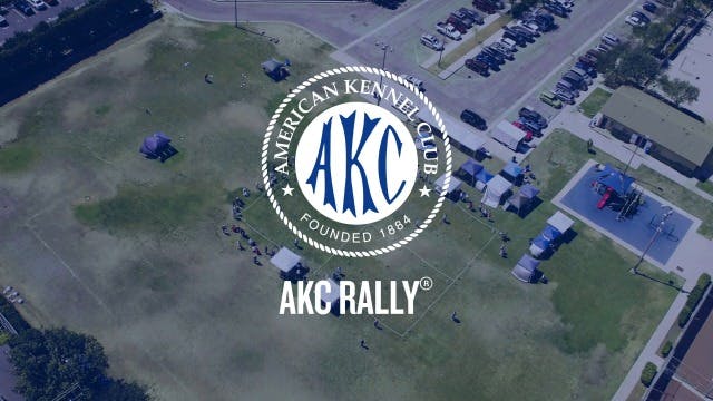 AKC Rally | Intro to Dog Sports | AKC.tv