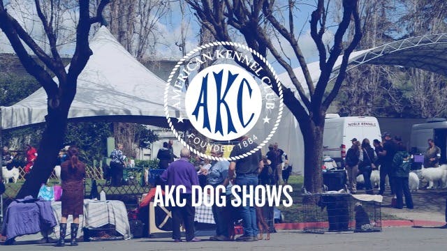 AKC Rally | Intro to Dog Sports | AKC.tv