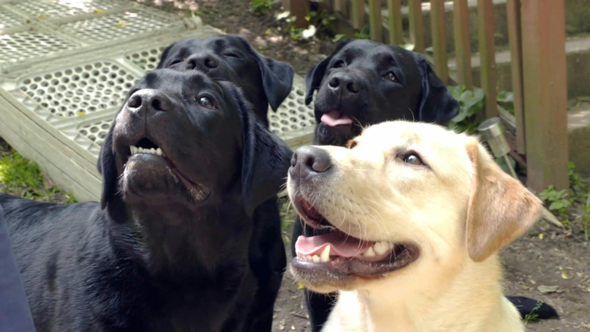 Labrador Retrievers - Theresa Viesto | AKC.tv