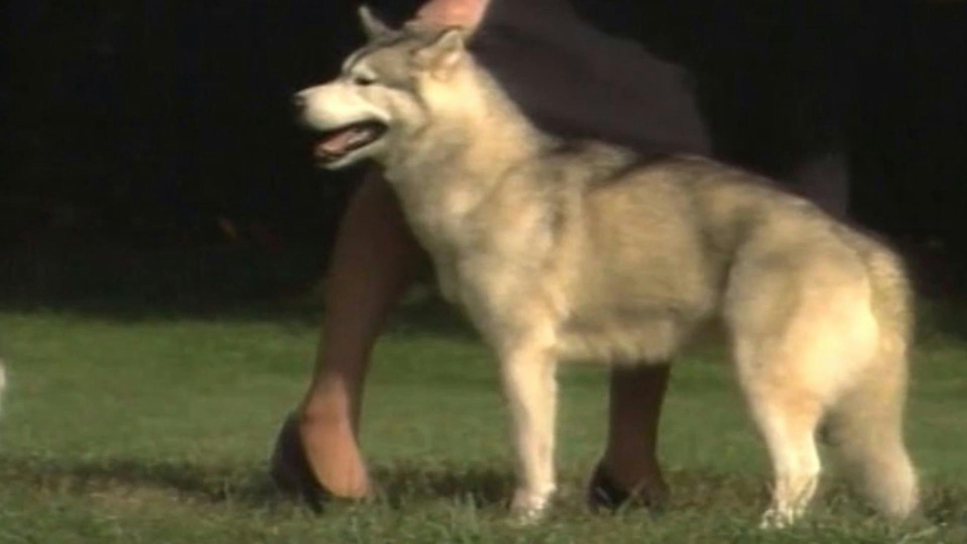 Siberian Husky | AKC.tv