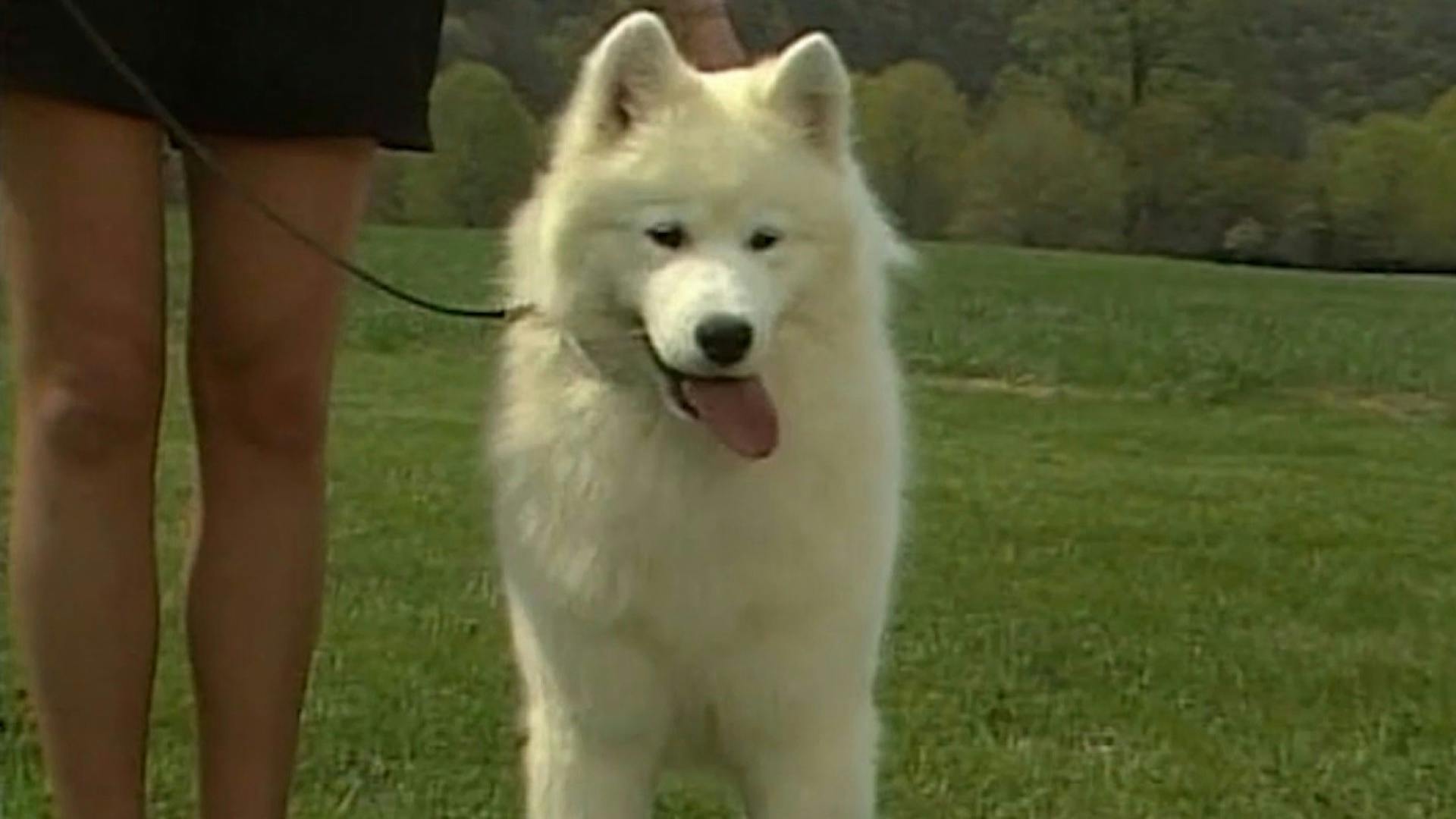 Samoyed | AKC.tv