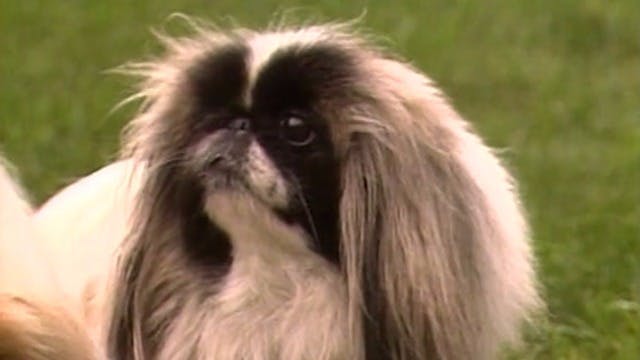Pekingese | AKC.tv