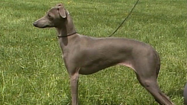 Italian Greyhound | AKC.tv