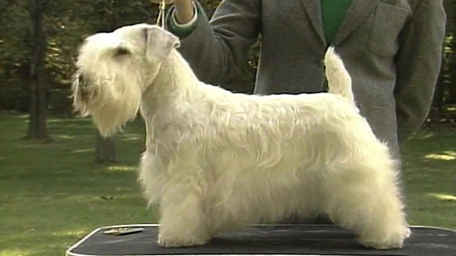 Sealyham Terrier | AKC.tv