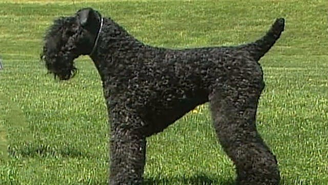 Kerry Blue Terrier | AKC.tv