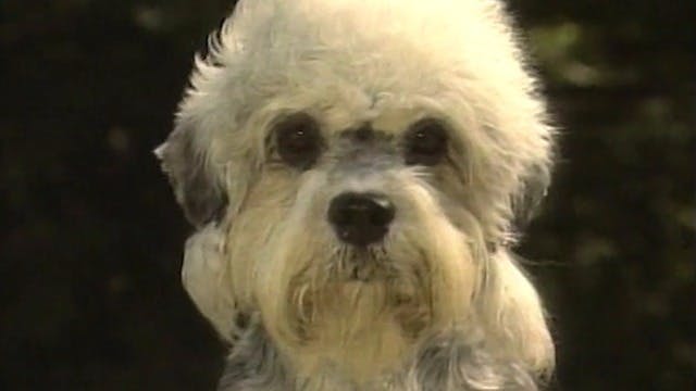 Dandie Dinmont Terrier | AKC.tv