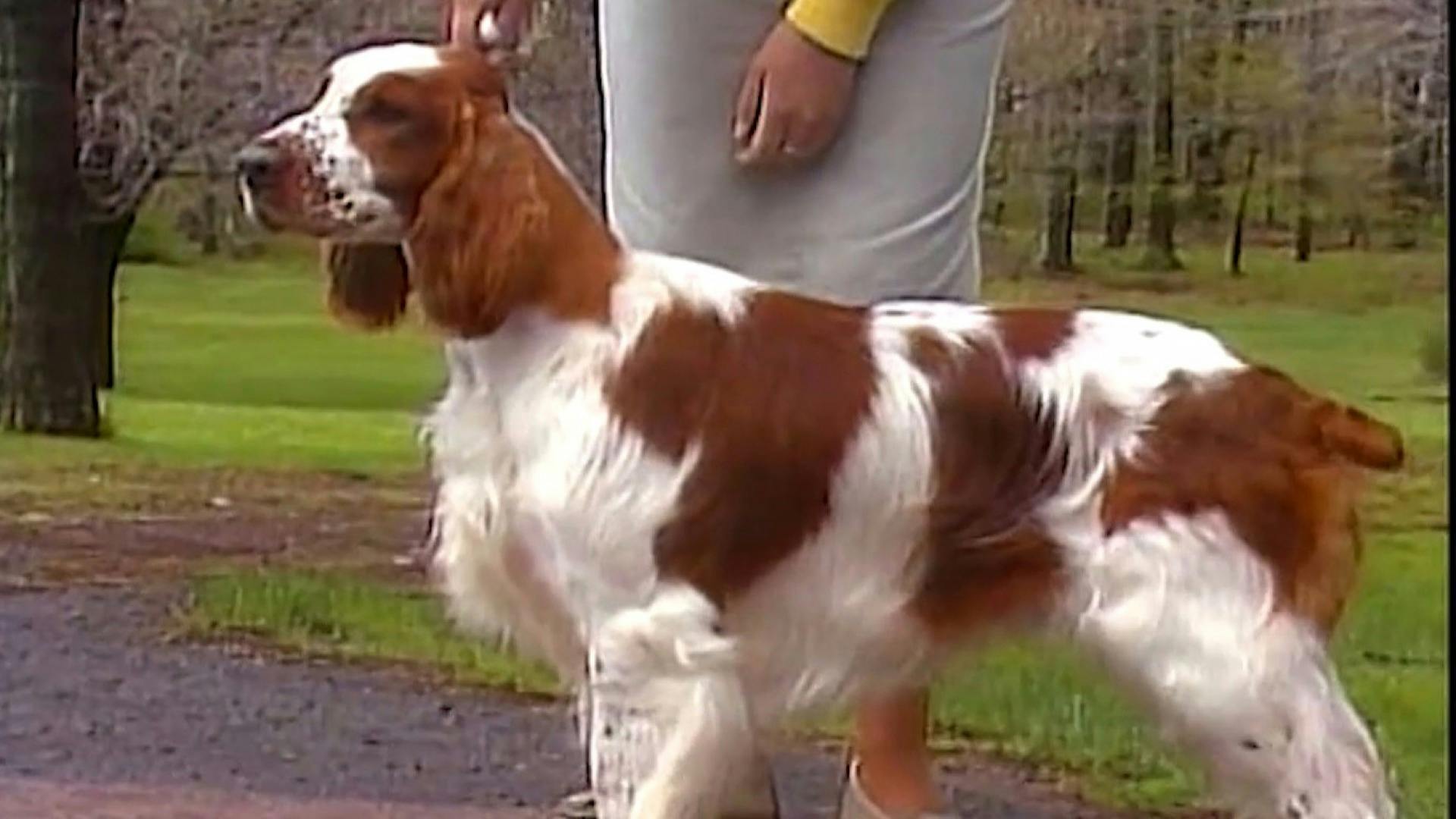 Welsh Springer Spaniel | AKC.tv