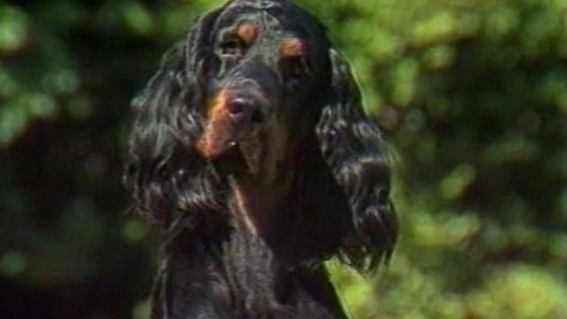 AKC Classics: The Breeds | AKC.tv