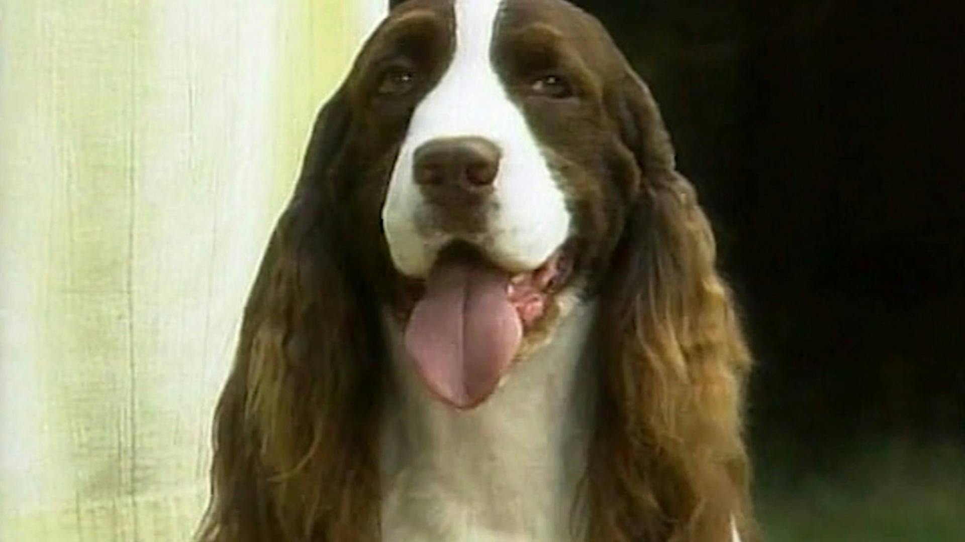 English Springer Spaniel | AKC.tv