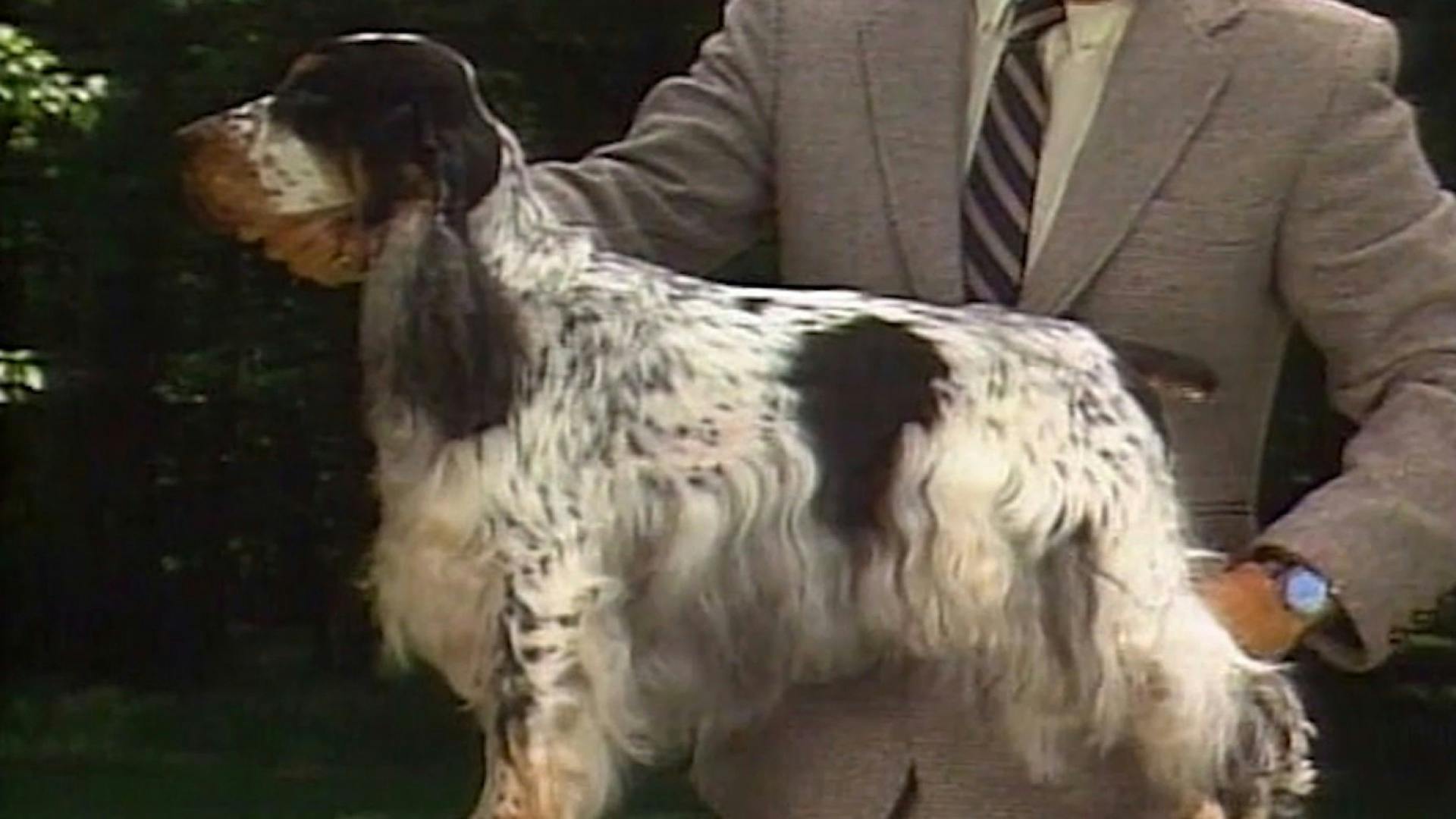 English Cocker Spaniel | AKC.tv