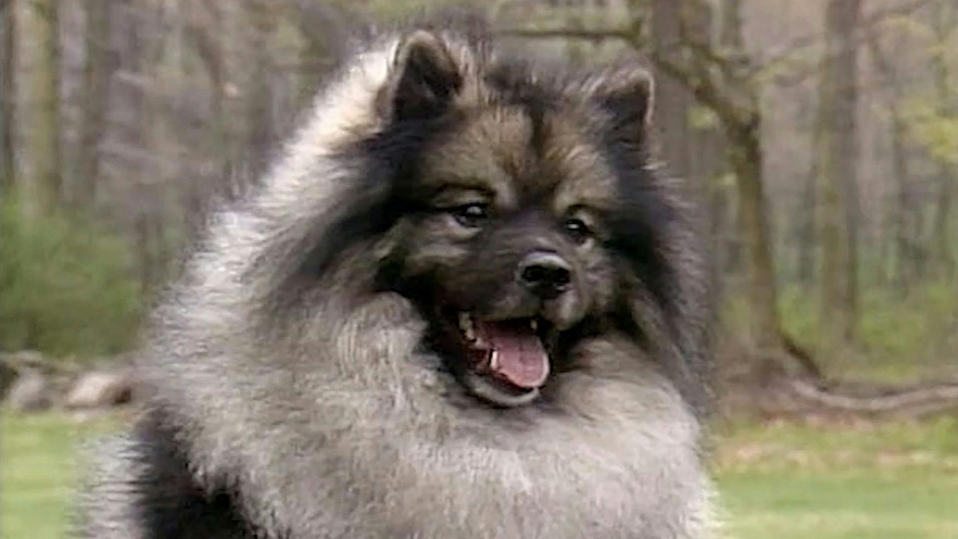 Keeshond | AKC.tv