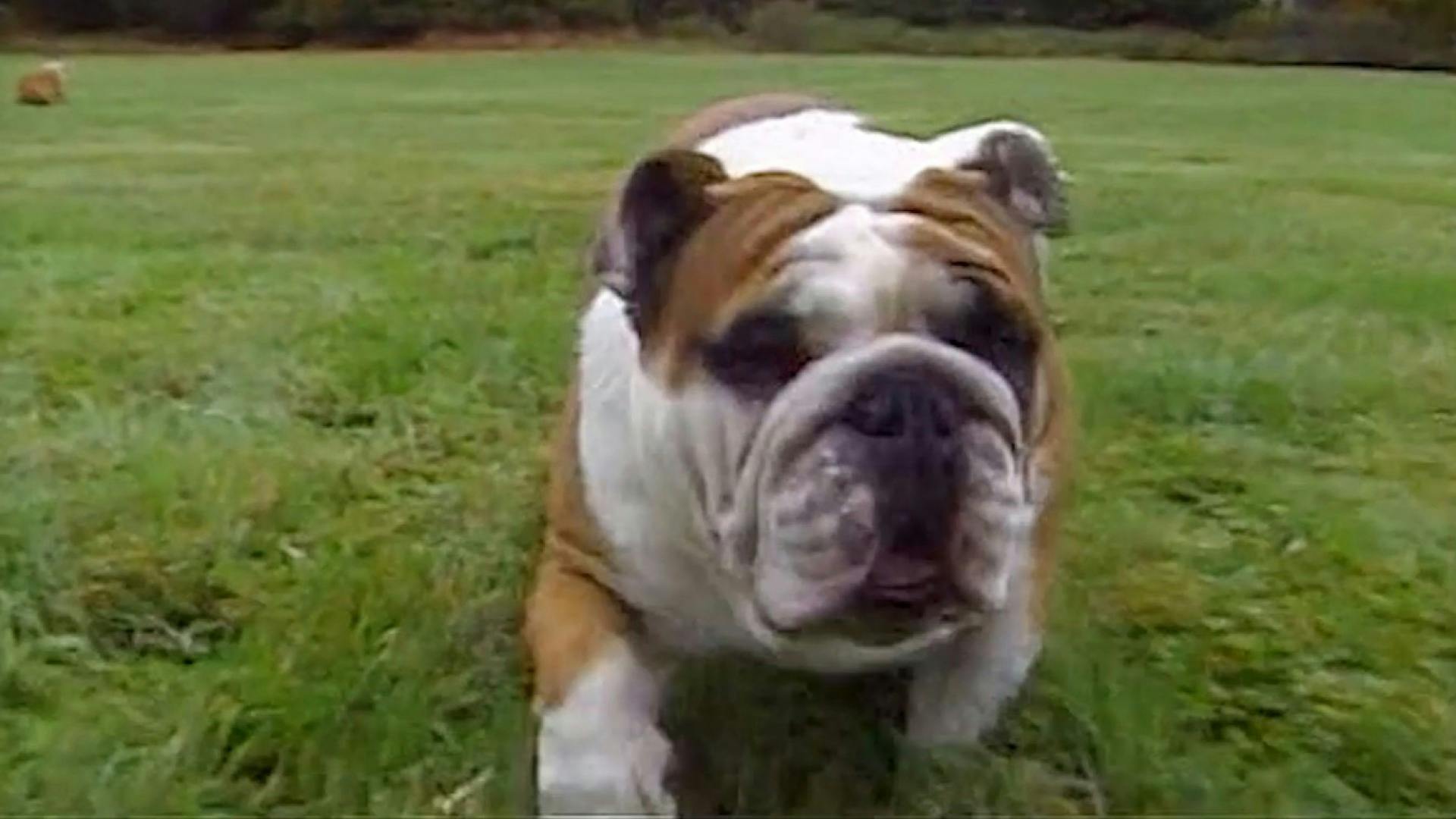 Bulldog | AKC.tv