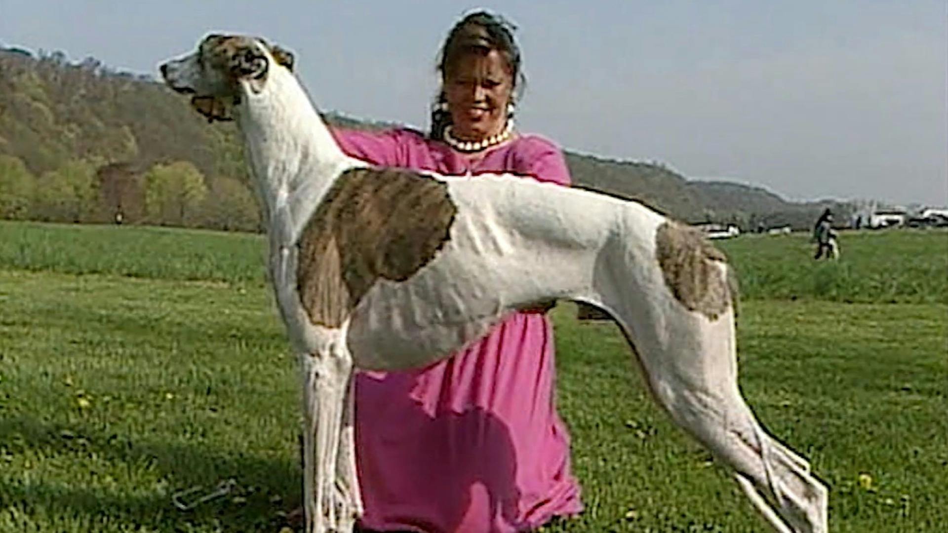 Greyhound | AKC.tv