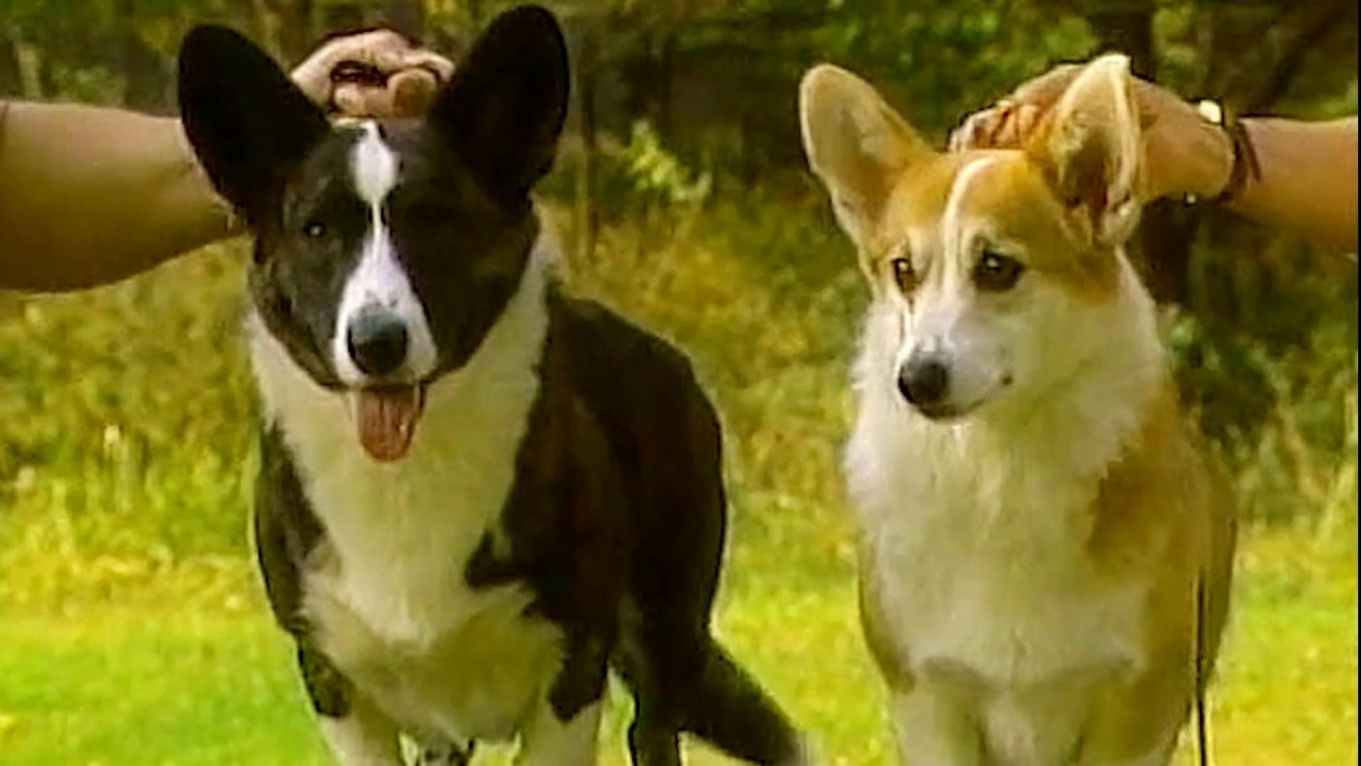 Welsh Corgis Overview | AKC.tv