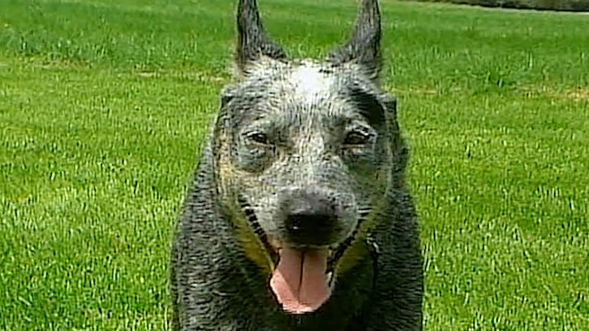 Australian Cattle Dog | AKC.tv