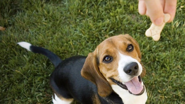 All Dog Topics Available on AKC.TV