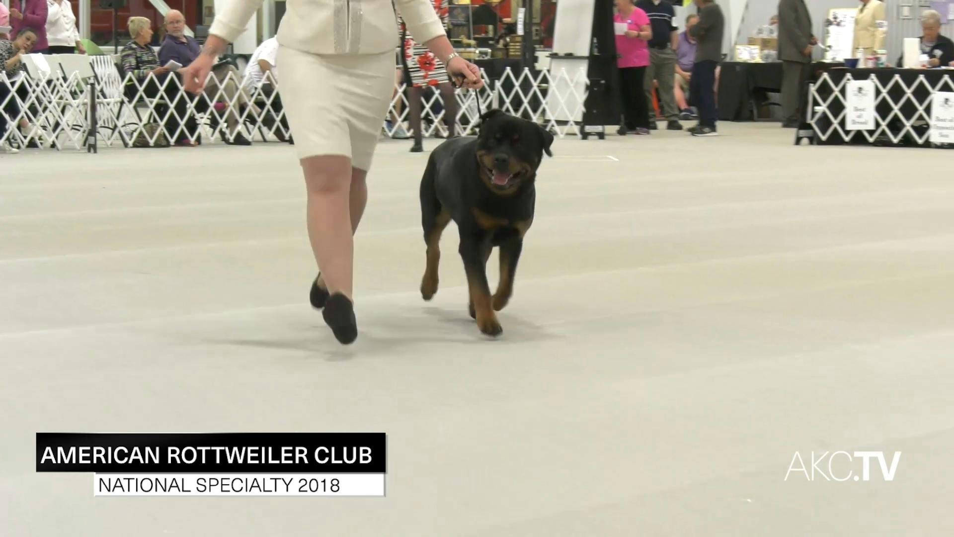 American Rottweiler Club 2018 National Specialty | AKC.tv