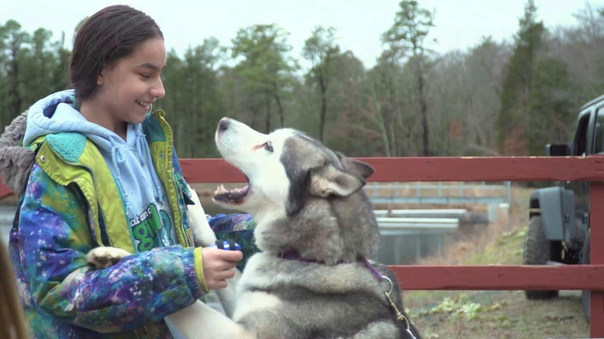 Girl Scouts meet Siberian Huskies | AKC.tv