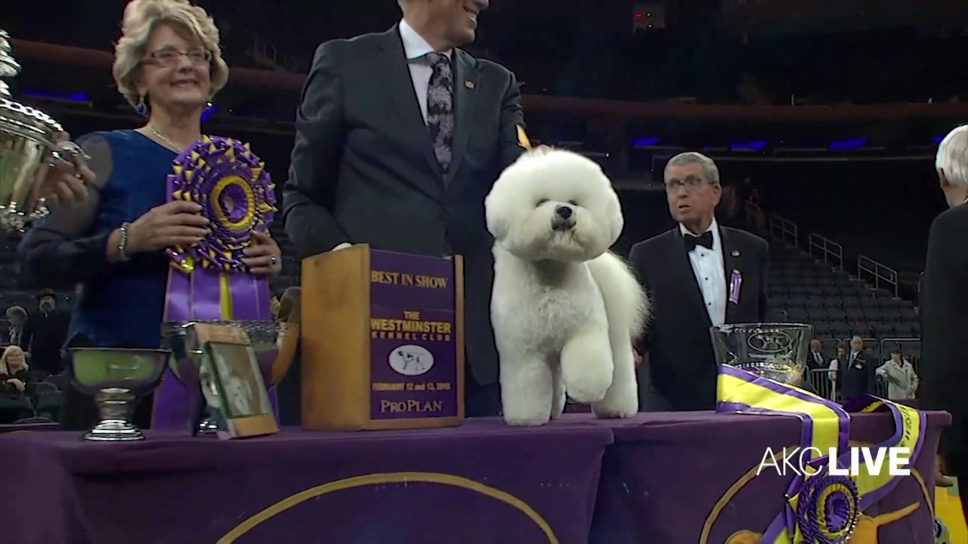AKC LIVE: February 28th, 2018 | AKC.tv