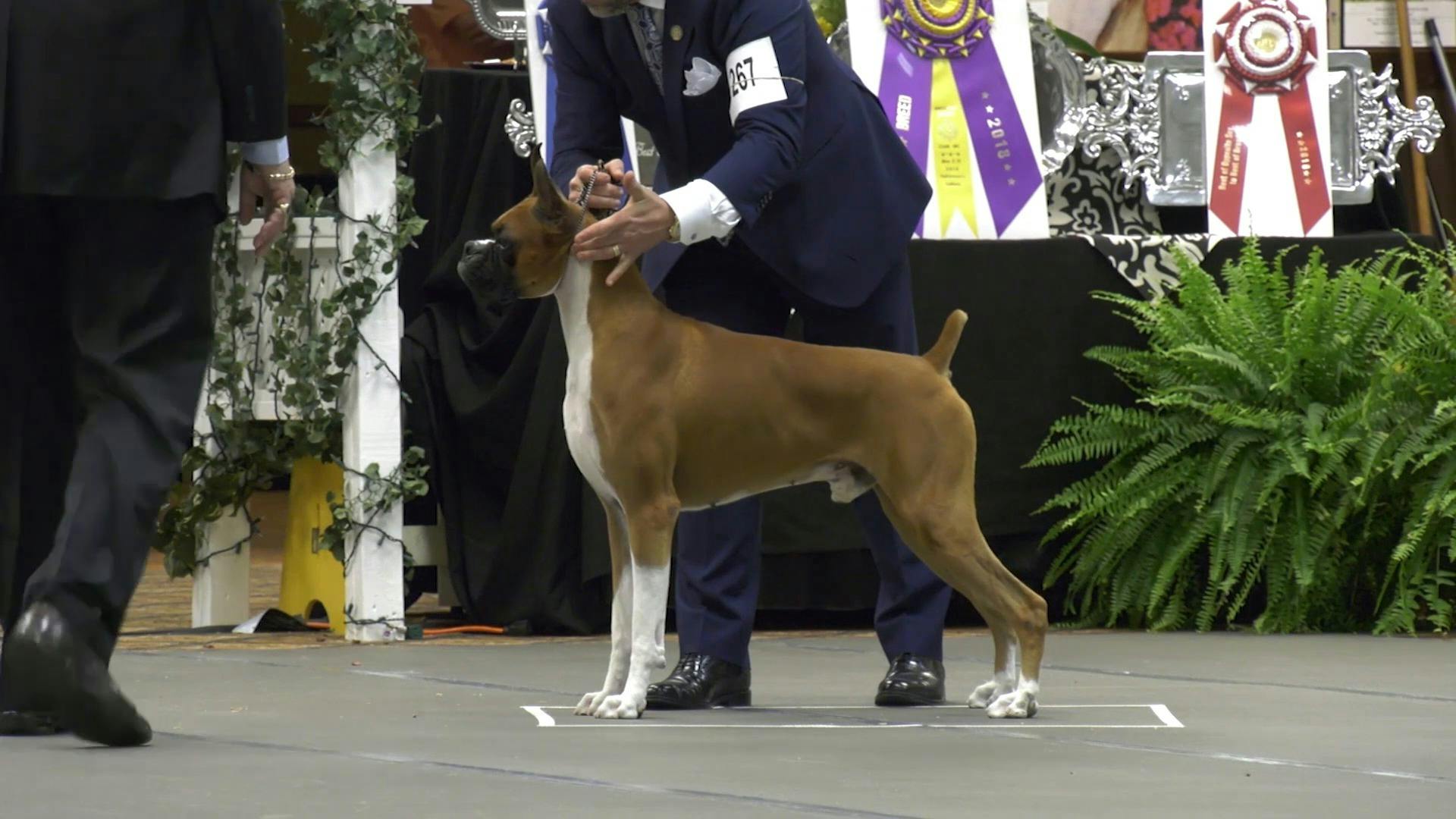 Boxer Club 75th National Specialty | AKC.tv