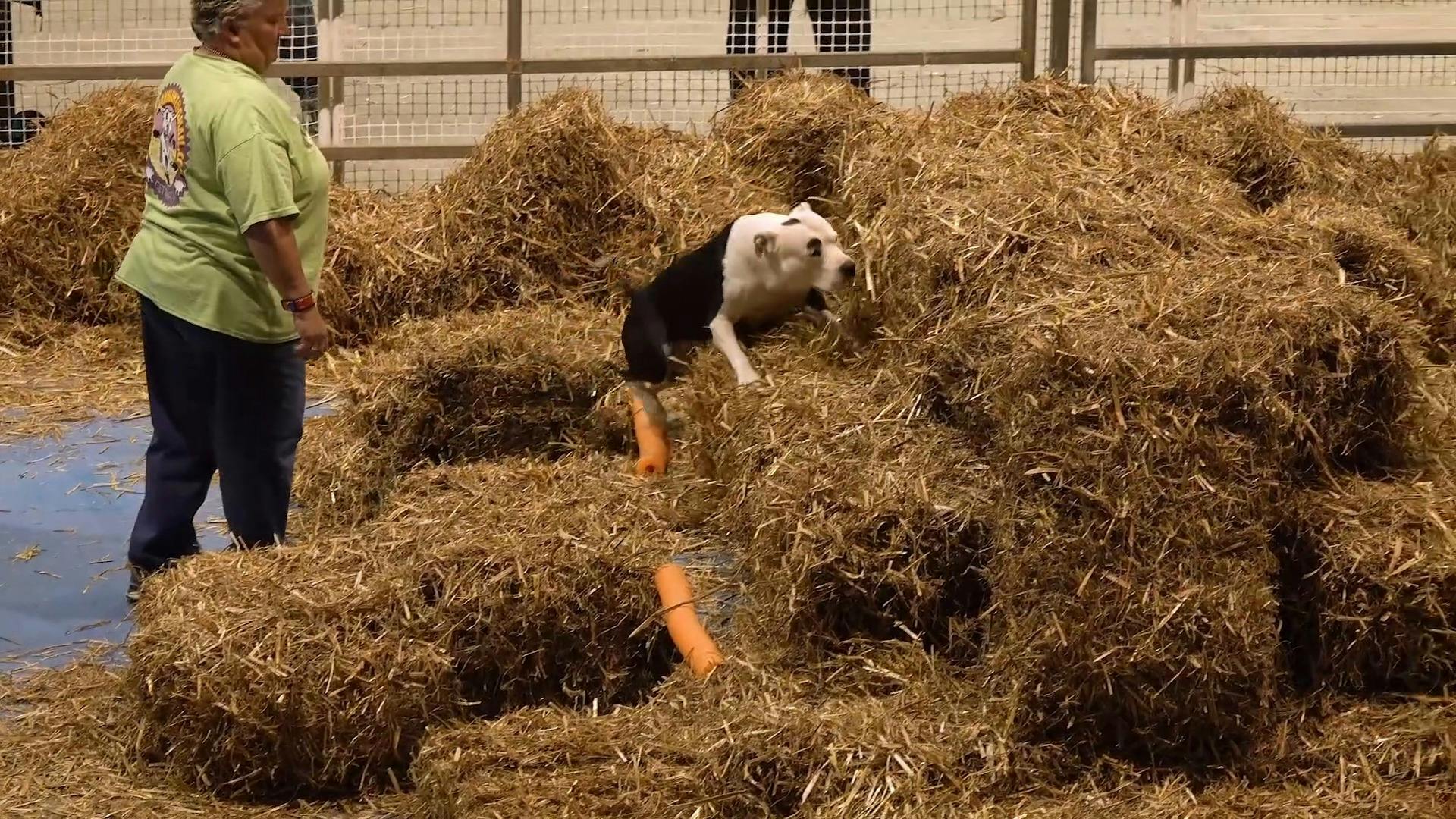 Barn Hunt Overview | AKC.tv