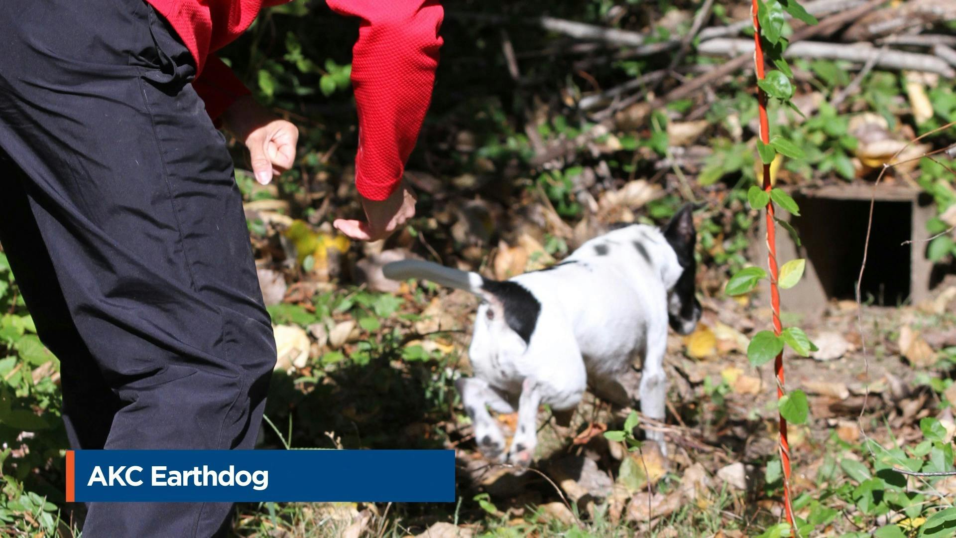 Earthdog 101 | AKC.tv