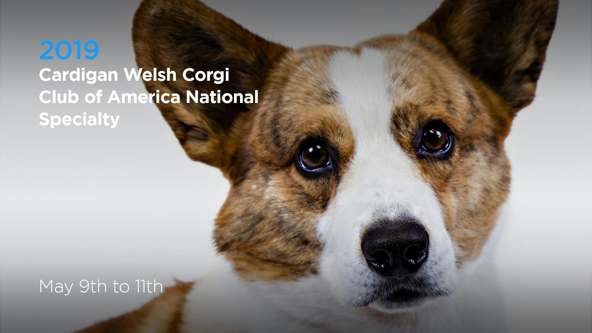 2019 Cardigan Welsh Corgi Club of America National Specialty | AKC.tv