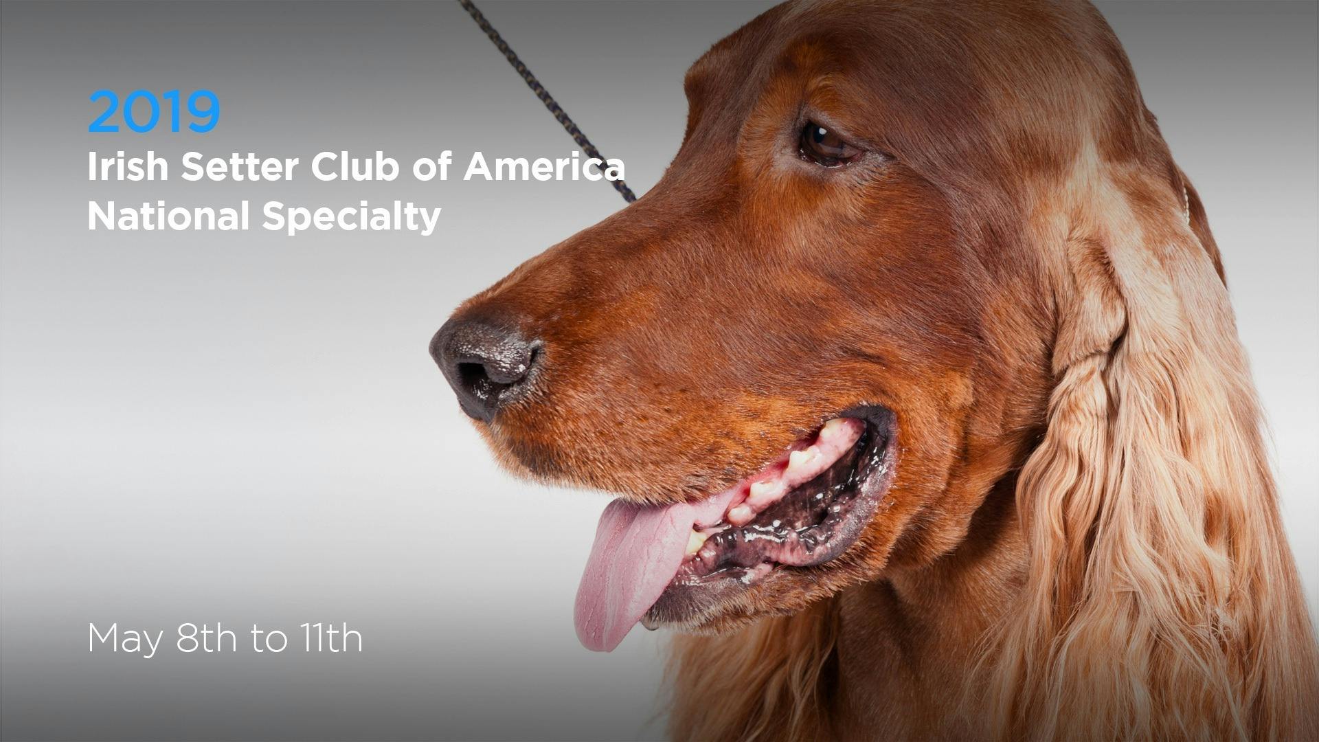 2019 Irish Setter Club of America National Specialty | AKC.tv